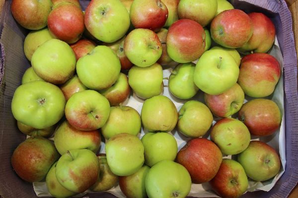 Harburger Wochenmarkt: Die ersten Äpfel der neuen Ernte aus dem Alten ...